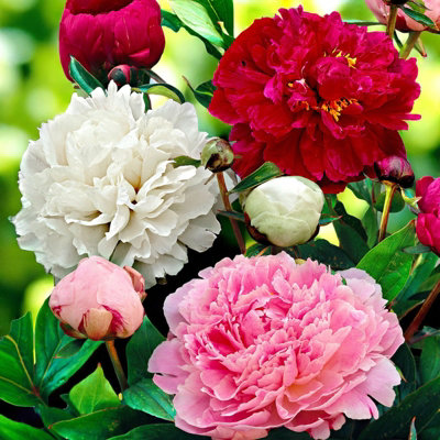 Paeonia Bare Roots - Alex Fleming - Spring Flowering Perennials