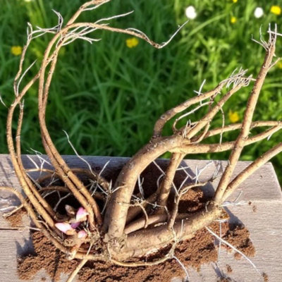 Paeonia Bare Roots - Alex Fleming - Spring Flowering Perennials