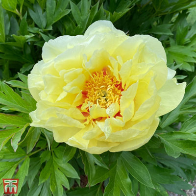 Paeonia Itoh Bartzella 3.6 Litre Potted Plant x 1