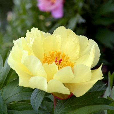 Paeonia Itoh Bartzella 3.6 Litre Potted Plant x 1