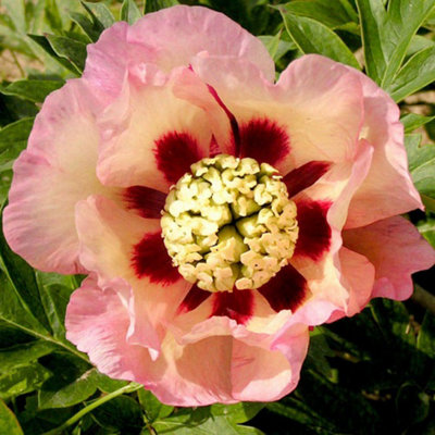 Paeonia Itoh Pastel Splendor 3.6 Litre Pot x 1 | DIY at B&Q