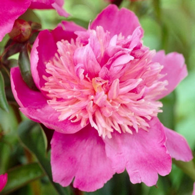 Paeonia Sebastian Maas Paeony Or Peony 4 Litre Pot Perennial Plant