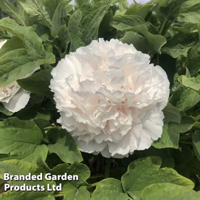 Paeonia (Tree Peony) Snow Tower 1 Bare Root