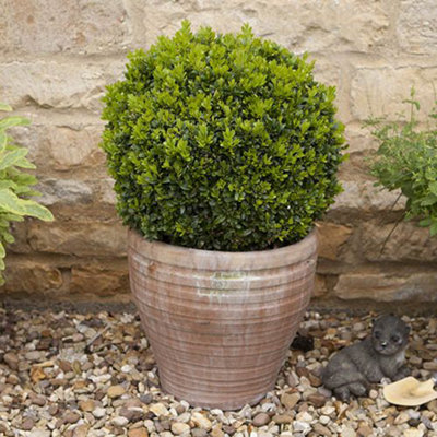 Pair of Box Buxus Balls 25-30cm Diameter in 5L Pots Ornamental Shrubs