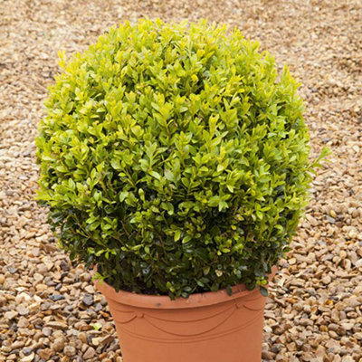 Pair of Box Buxus Balls 25-30cm Diameter in 5L Pots Ornamental Shrubs