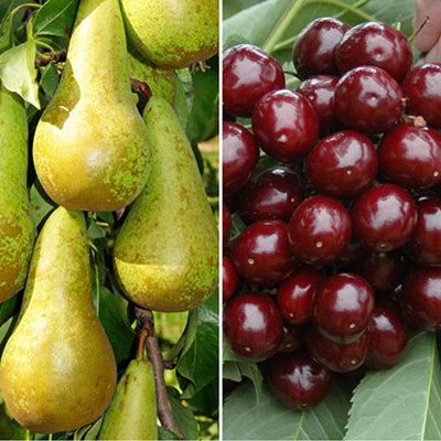 Pair of Duo Fruit Trees - Pear & Cherry