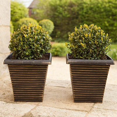 Pair of Topiary Box Buxus Balls 20-25cm Diameter