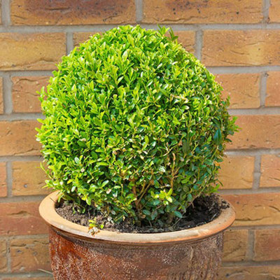 Pair of Topiary Box Buxus Balls 20-25cm Diameter