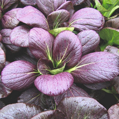 Pak Choi Rubi F1 Organic Seeds - Fast Growing Dark Red Crisp Mild ...