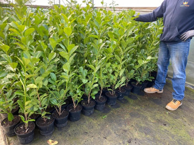 Pallet 100x 2ft/2ft+ Large Cherry Laurel Evergreen Hedging Trees Plants