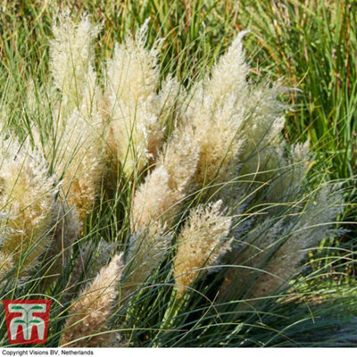 Pampas Grass 'Tiny Pampa' 9cm Pot x 1 at B&Q