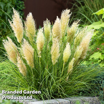 Pampas Grass 'Tiny Pampa' 9cm Pot x 1