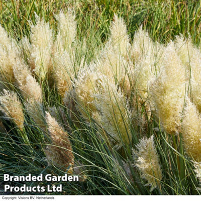Pampas Grass 'Tiny Pampa' 9cm Pot x 2