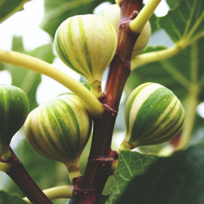 Panachee Fig Plant - Unusual Tiger Fig with Striped Fruit - Patio ...