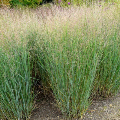 Panicum Heavy Metal Garden Plant - Metallic Blue Foliage, Compact Size ...