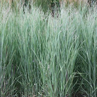 Panicum Heavy Metal Garden Plant - Metallic Blue Foliage, Compact Size ...