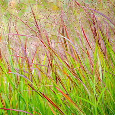 Panicum Shenandoah Garden Plant - Reddish Ornamental Grass, Compact ...