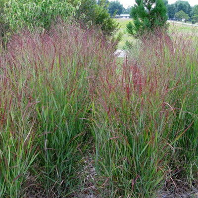 Panicum Shenandoah Garden Plant - Reddish Ornamental Grass, Compact ...