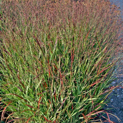 Panicum Shenandoah Garden Plant - Reddish Ornamental Grass, Compact ...