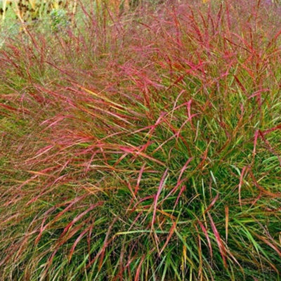 Panicum Shenandoah Garden Plant - Reddish Ornamental Grass, Compact ...