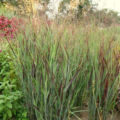 Panicum Virgatum Shenandoah Switch Grass 9cm Pot Grass Plant