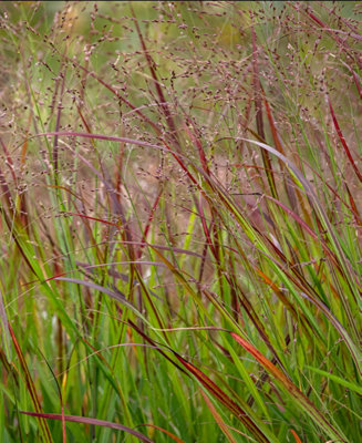 Panicum virgatum Shenandoah - Vibrant red grass - supplied in a 9cm pot