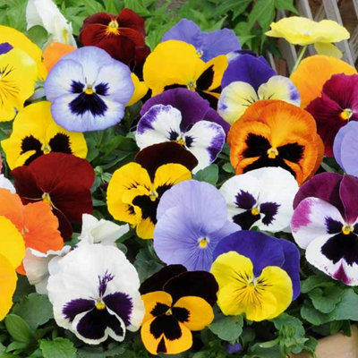 Pansy 12 Pack - Mixed Colours - Large Plants - For Pots, Containers & Beds