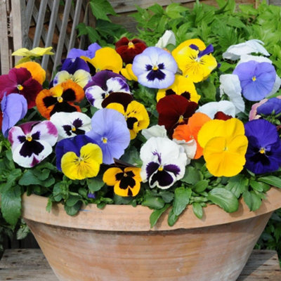 Pansy 6 Pack - Mixed Colours - Large Plants - For Pots, Containers & Beds