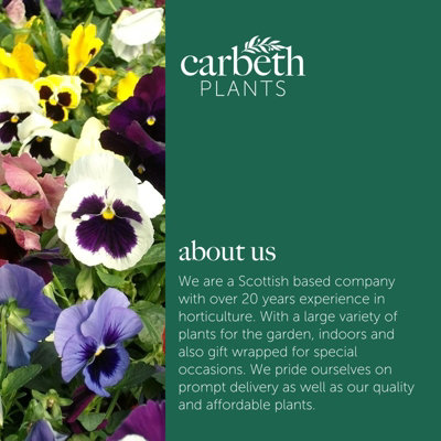 Pansy 6 Pack - Mixed Colours - Large Plants - For Pots, Containers & Beds