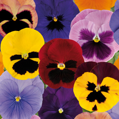 Pansy Autumn Mix Bedding Plants - Rich Autumn Colors (6 Pack) | DIY at B&Q
