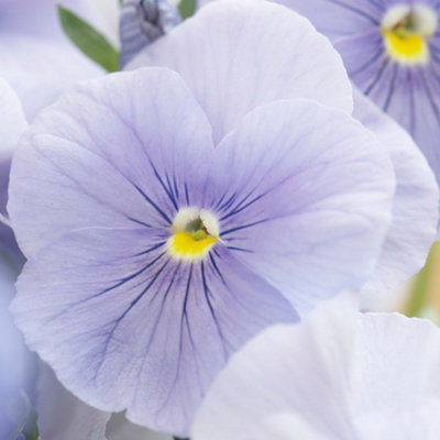 Pansy Azure Blue Bedding Plants - Striking Blooms (6 Pack) | DIY at B&Q