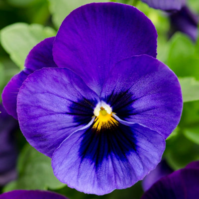 Pansy Blue Botch Bedding Plants - Distinctive Blue Blooms (6 Pack)