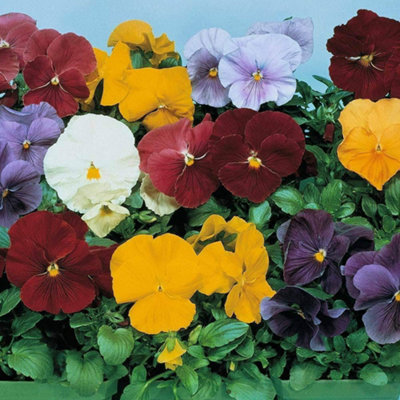 Pansy Clear Crystal Mixed 1 Seed Packet