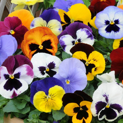 Pansy Matrix Mix Plant Plug x 12 Garden Ready Plant Plugs | DIY at B&Q
