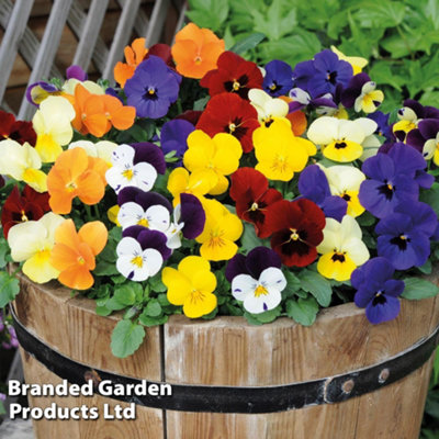 Pansy Most Scented Mix 6 Plug Plants | DIY at B&Q