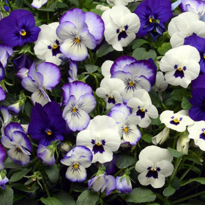 Pansy Ocean Breeze Bedding Plants - Tranquil Blooms (6 Pack) | £12.99 ...