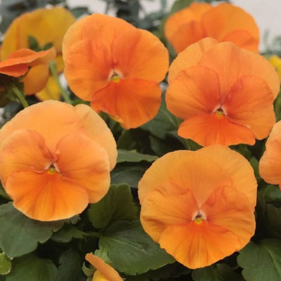 Pansy Orange Bedding Plants - Vibrant Citrus Blooms (6 Pack)