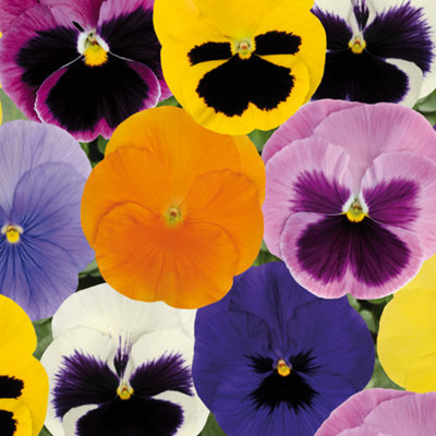 Pansy Spring Select Mix Garden Ready Bedding Plants for Pots Containers ...
