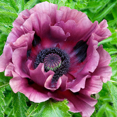 Papaver Oriental Patty's Plum in a 9cm Pot (Pack of 3) | DIY at B&Q