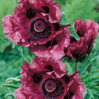 Papaver orientale 'Patty's Plum' in a 9cm Pot (Pack of 3) | DIY at B&Q