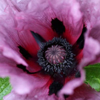 Papaver Pattys Plum Oriental Poppy 9cm Pot Perennial Plant