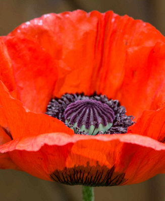 Papaver Red Rumble - 1 x 9cm pot