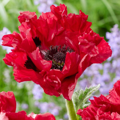 Papaver Red Rumble Oriental Poppy 9cm Pot Perennial Plant
