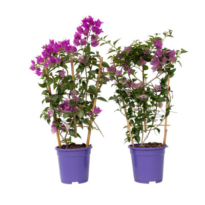 Paper Flower - 2 pcs. - Bougainvillea Alexandra - Height 50-60cm - Pot 17cm