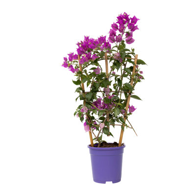 Paper Flower - Bougainvillea Alexandra - Height 50-60cm - Pot 17cm
