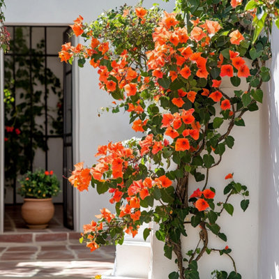 Paper Flower - Bougainvillea Dania - Height 50-60cm - Pot 17cm