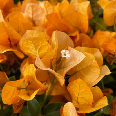 Paper Flower - Bougainvillea Dania - Height 50-60cm - Pot 17cm