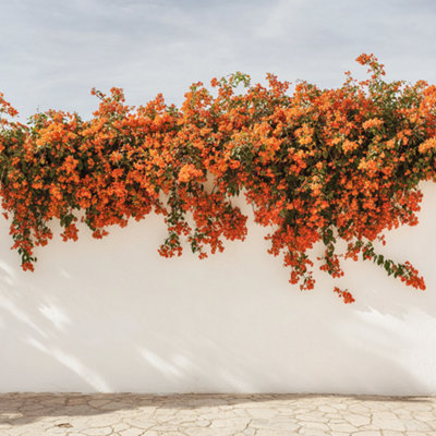 Paper Flower - Bougainvillea Dania - Height 50-60cm - Pot 17cm