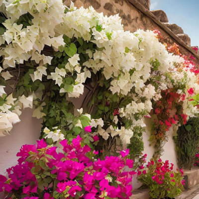 Paper Flower - Bougainvillea Dania - Height 50-60cm - Pot 17cm