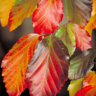 Parrotia Persica Tree - Persian Ironwood, Ornamental, Multicoloured ...
